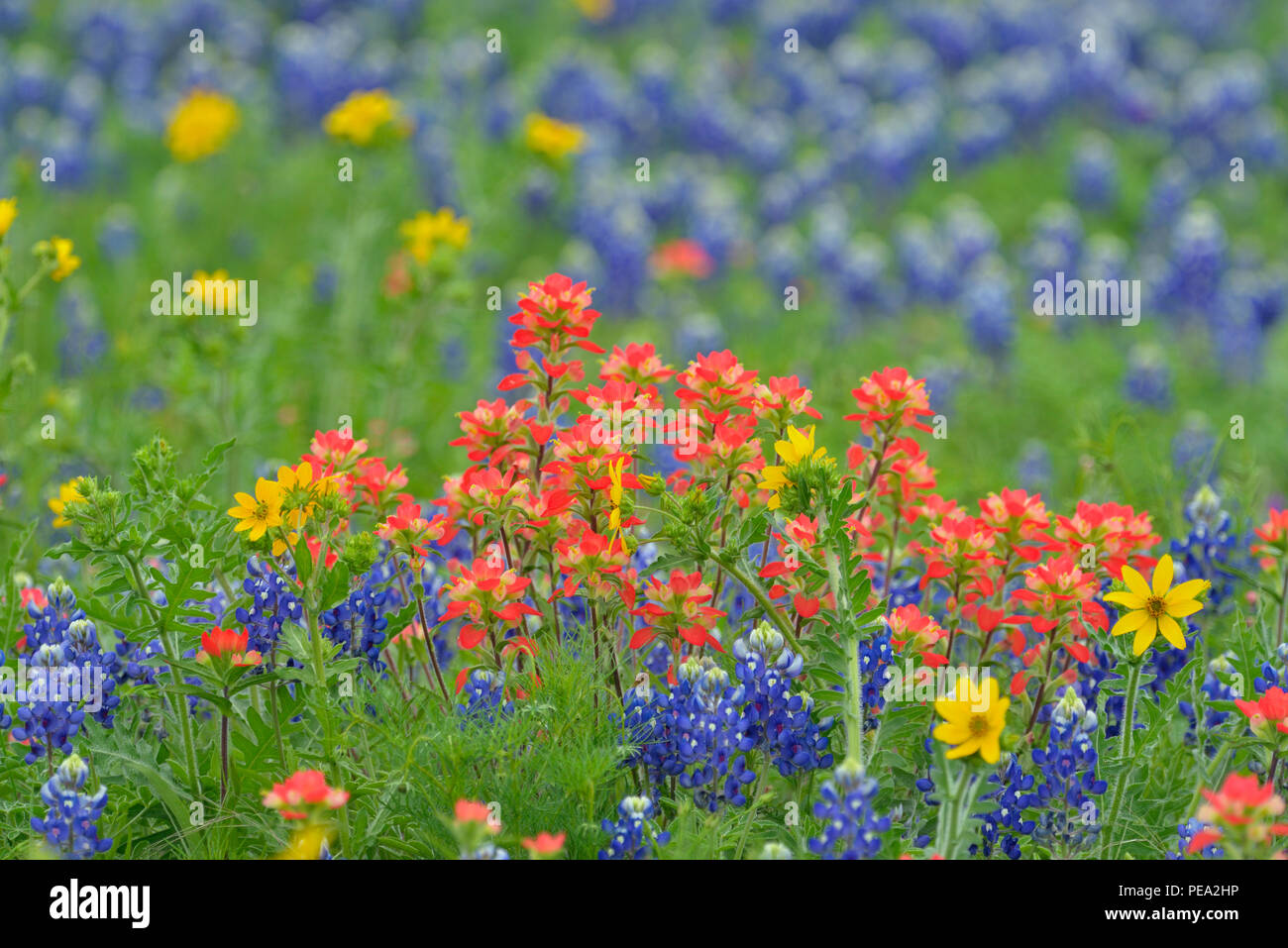 Texas paintbrush (Castilleja indivisa), with Engelmann daisy and ...