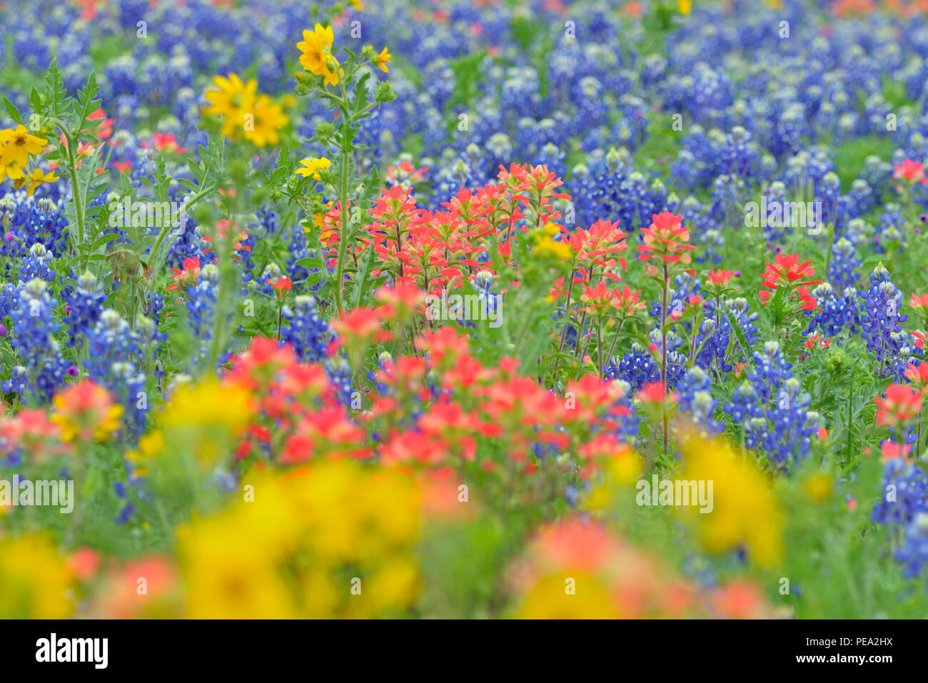 Texas paintbrush (Castilleja indivisa), with Engelmann daisy and ...