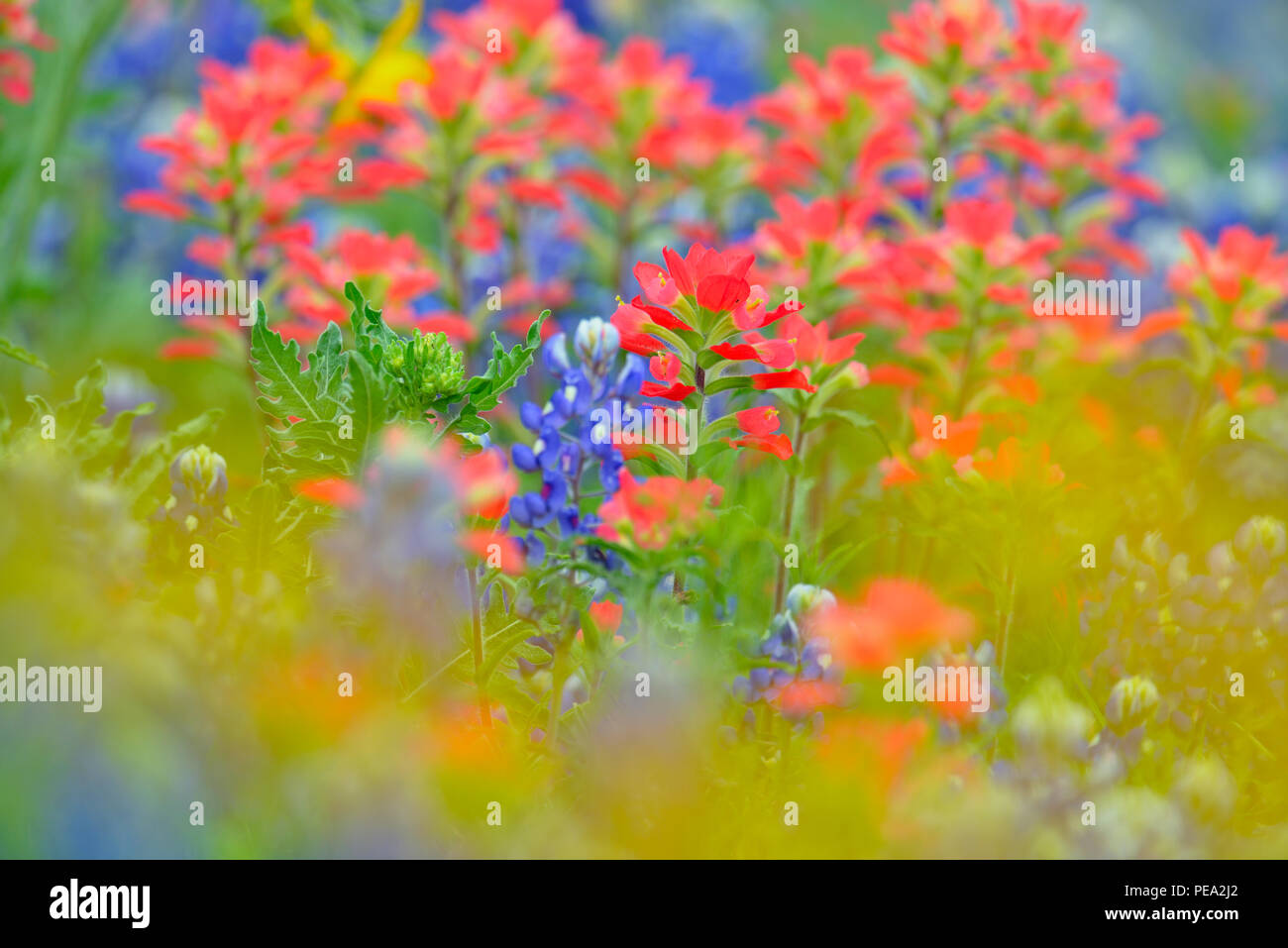 Texas paintbrush (Castilleja indivisa), Johnson City, Texas, USA Stock ...
