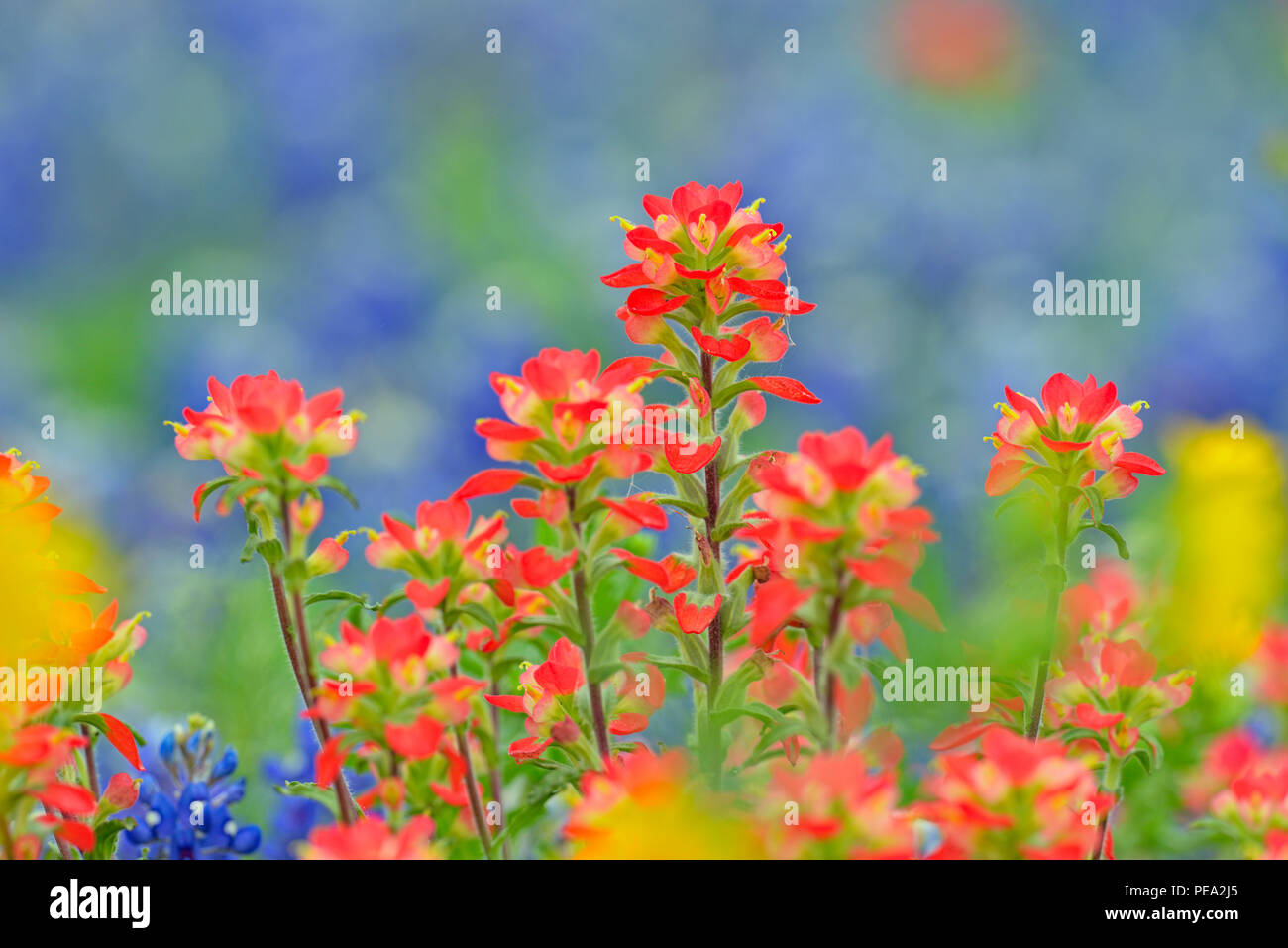 Texas paintbrush (Castilleja indivisa), Johnson City, Texas, USA Stock ...