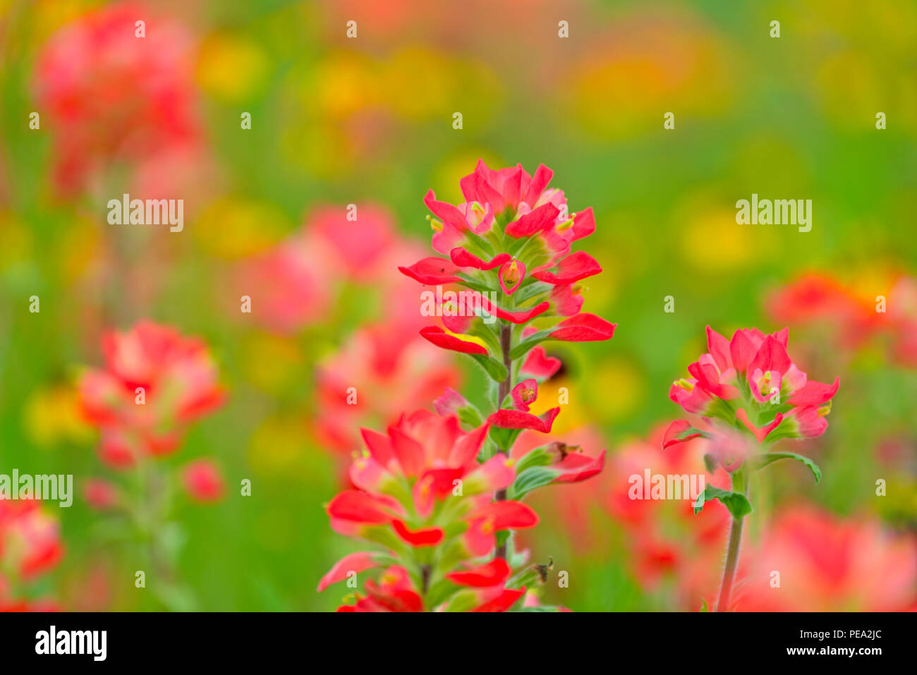 Castilleja indivisa hi-res stock photography and images - Alamy