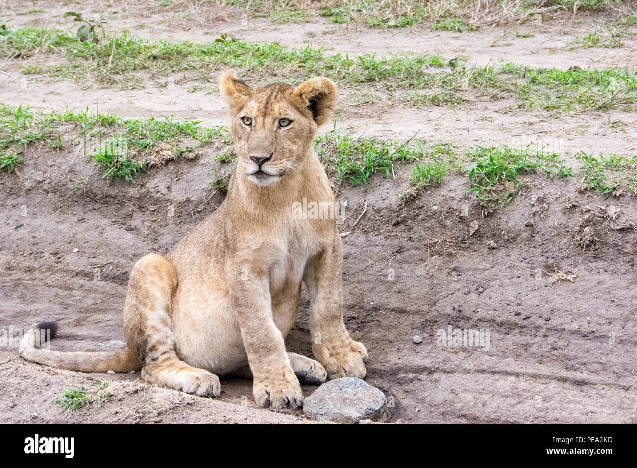 A lion cub sitting next the road in the Serengeti NP, Tanzania Stock ...