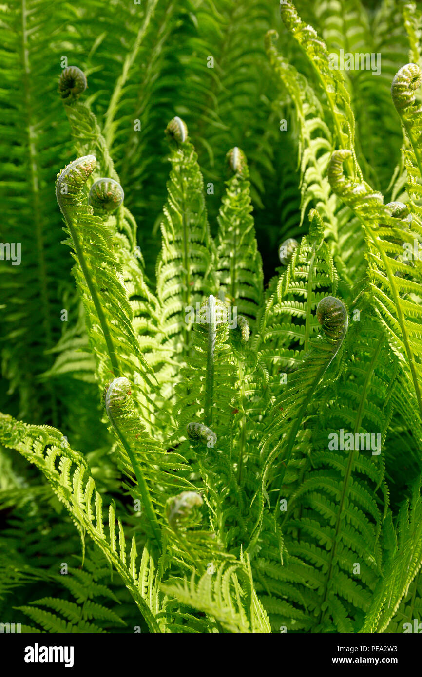 Tuber ladder fern hi-res stock photography and images - Alamy