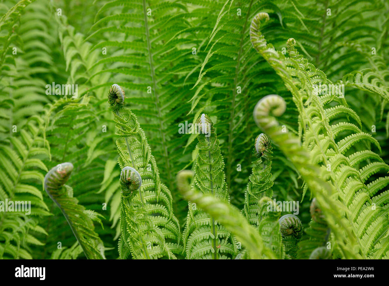 Tuber ladder fern hi-res stock photography and images - Alamy
