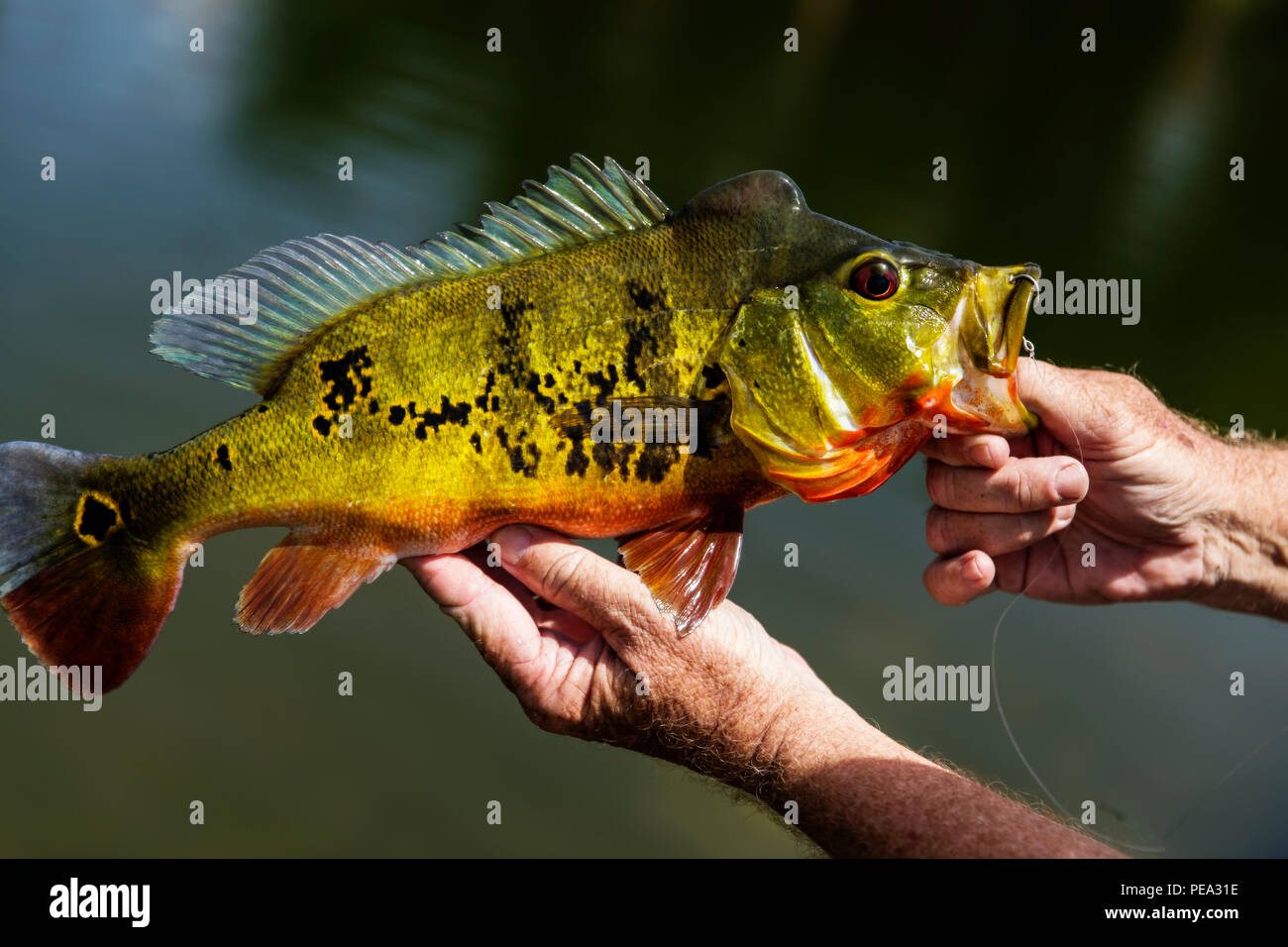 Exotic Peacock Bass Stock Photo - Alamy