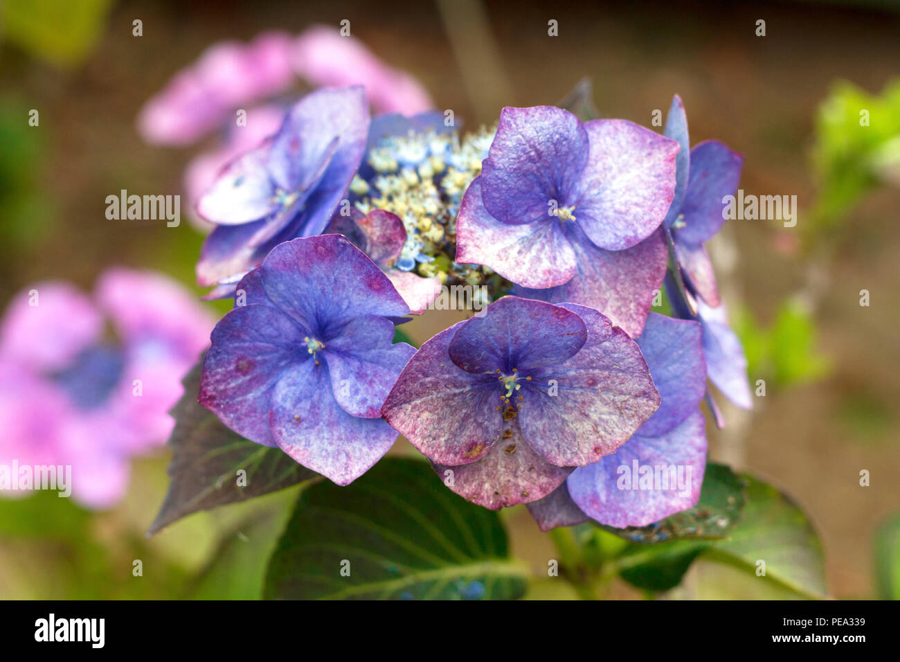 Close up purple hydrangea flowers hi-res stock photography and images ...