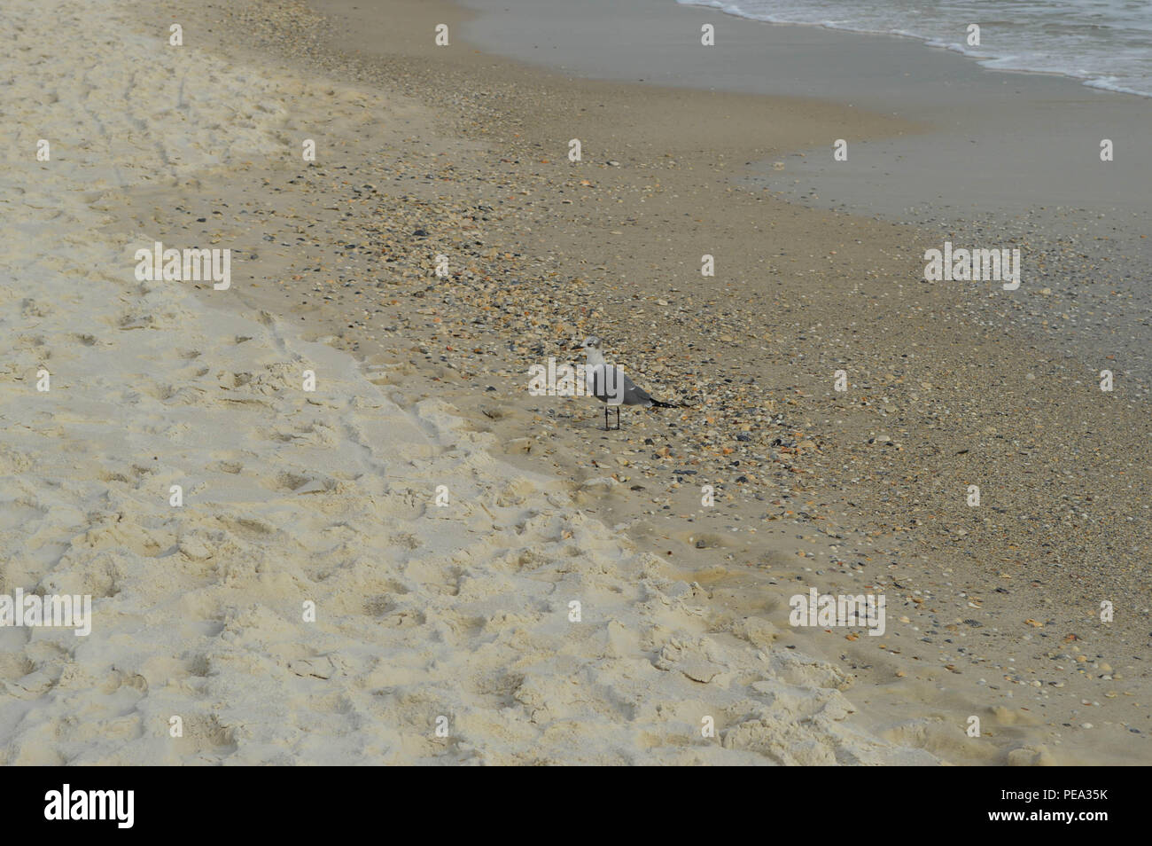 Color Photograph One Small Solitary Seagull Bird Avian Standing ...