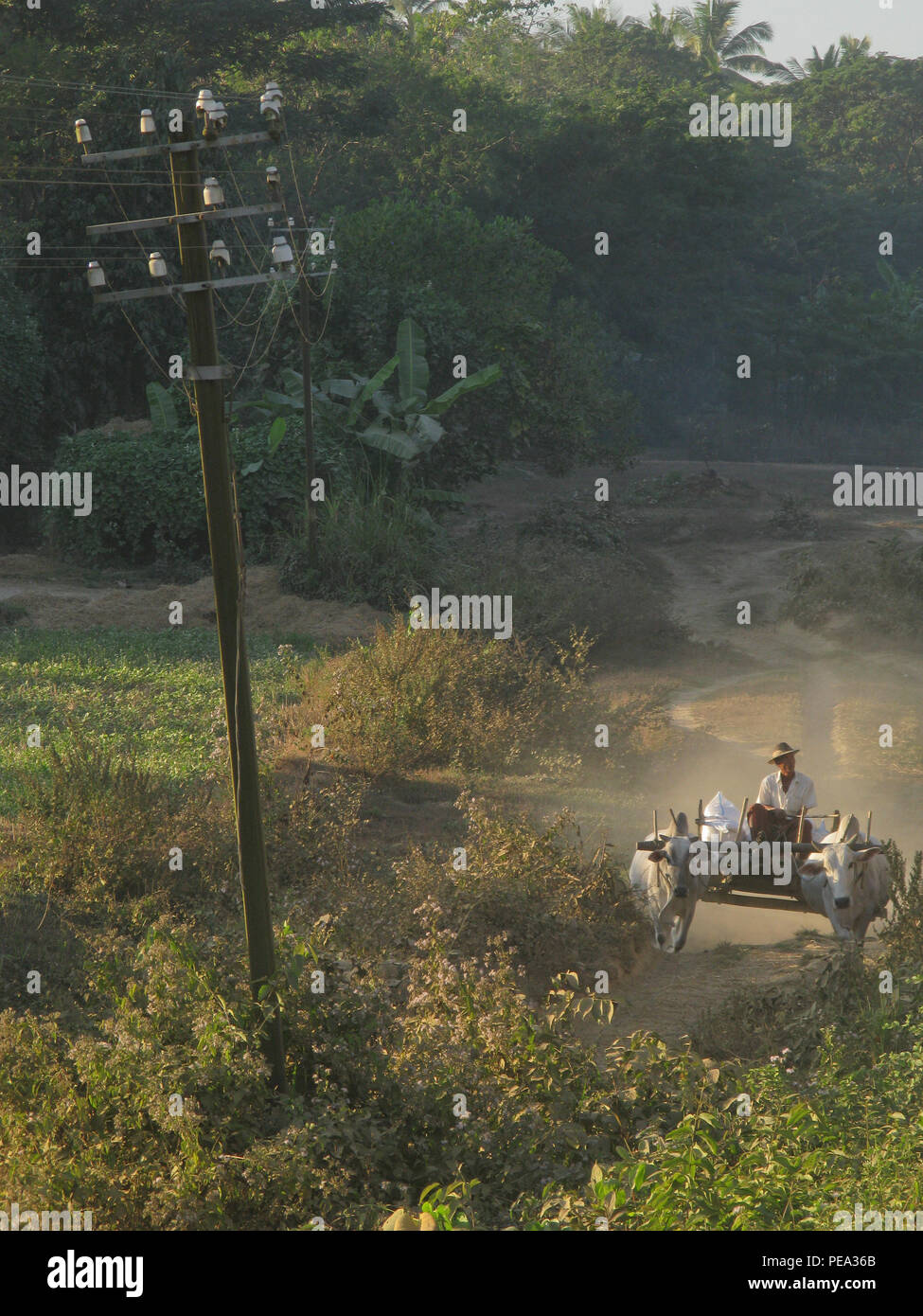 FARMER WITH BULLOCKS AND CART IN COUNTRYSIDE,MYANMAR ,BURMA Stock Photo ...