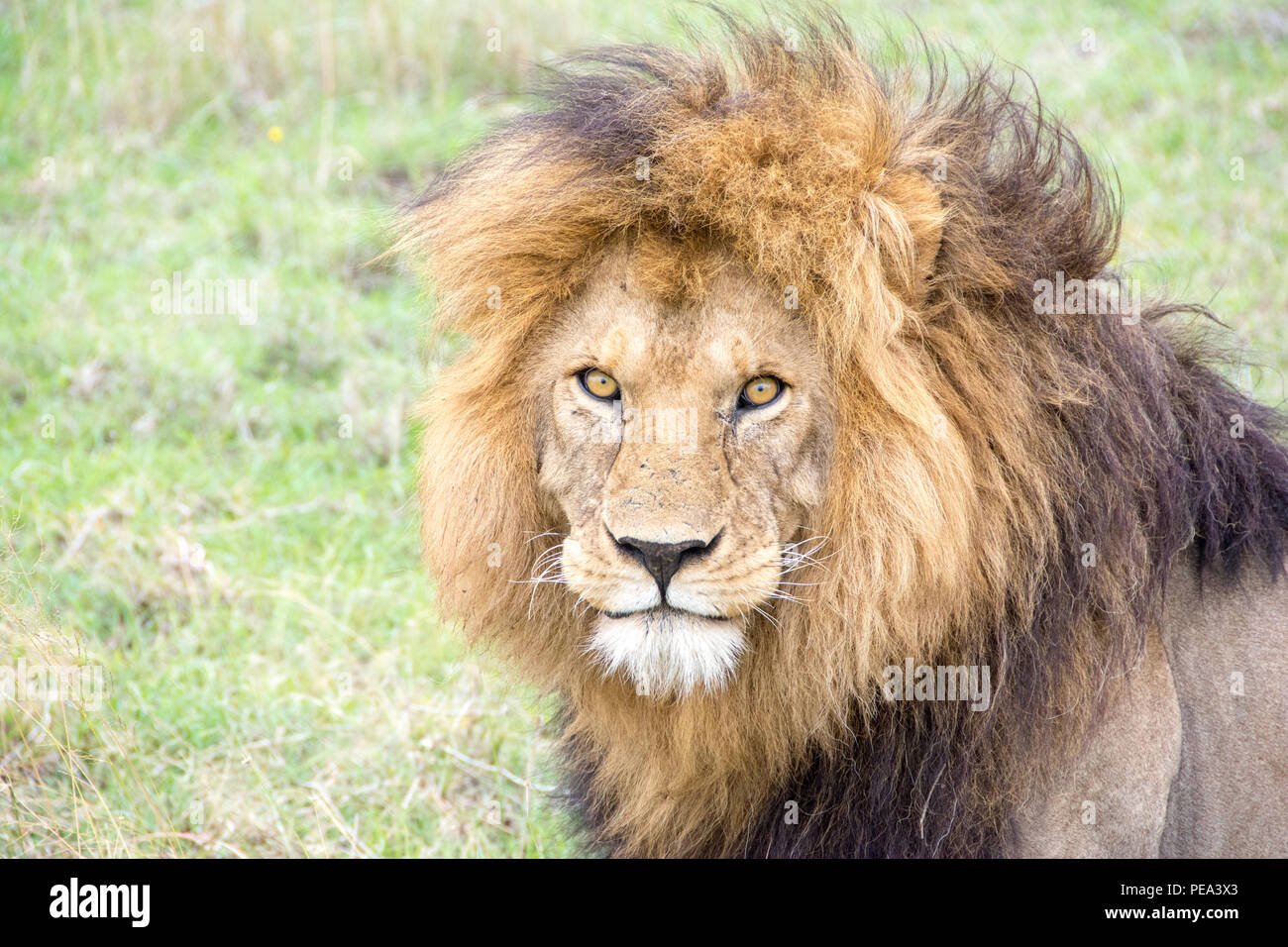 Lion chasing animals hi-res stock photography and images - Alamy