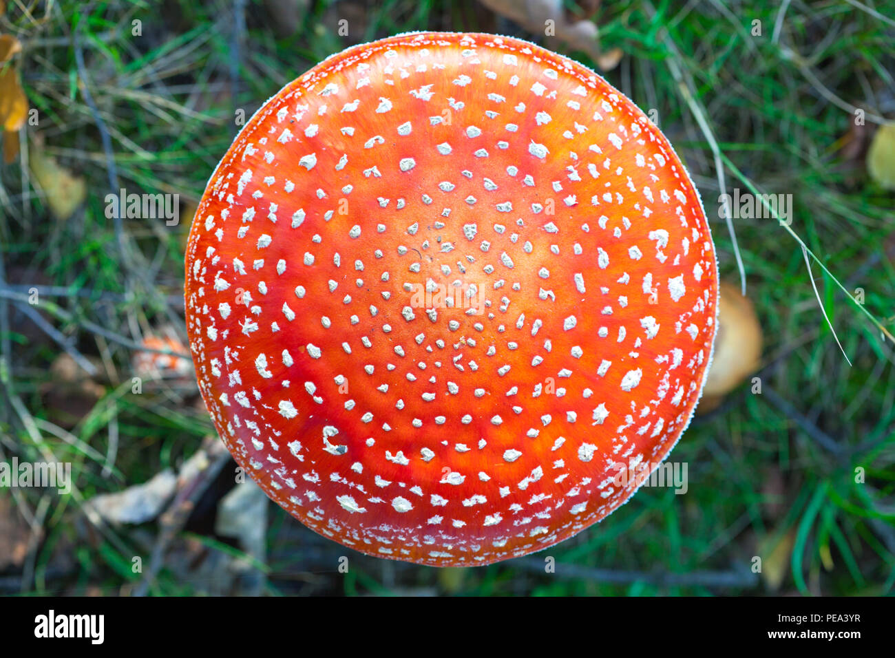 Top down view of Red & White Fly Agaric mushrooms growing wild in a ...