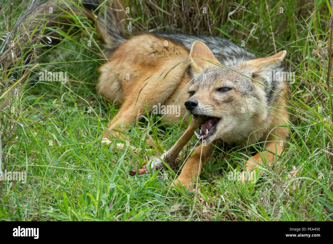 A young Jackal feeding a gazelle's leg Stock Photo - Alamy
