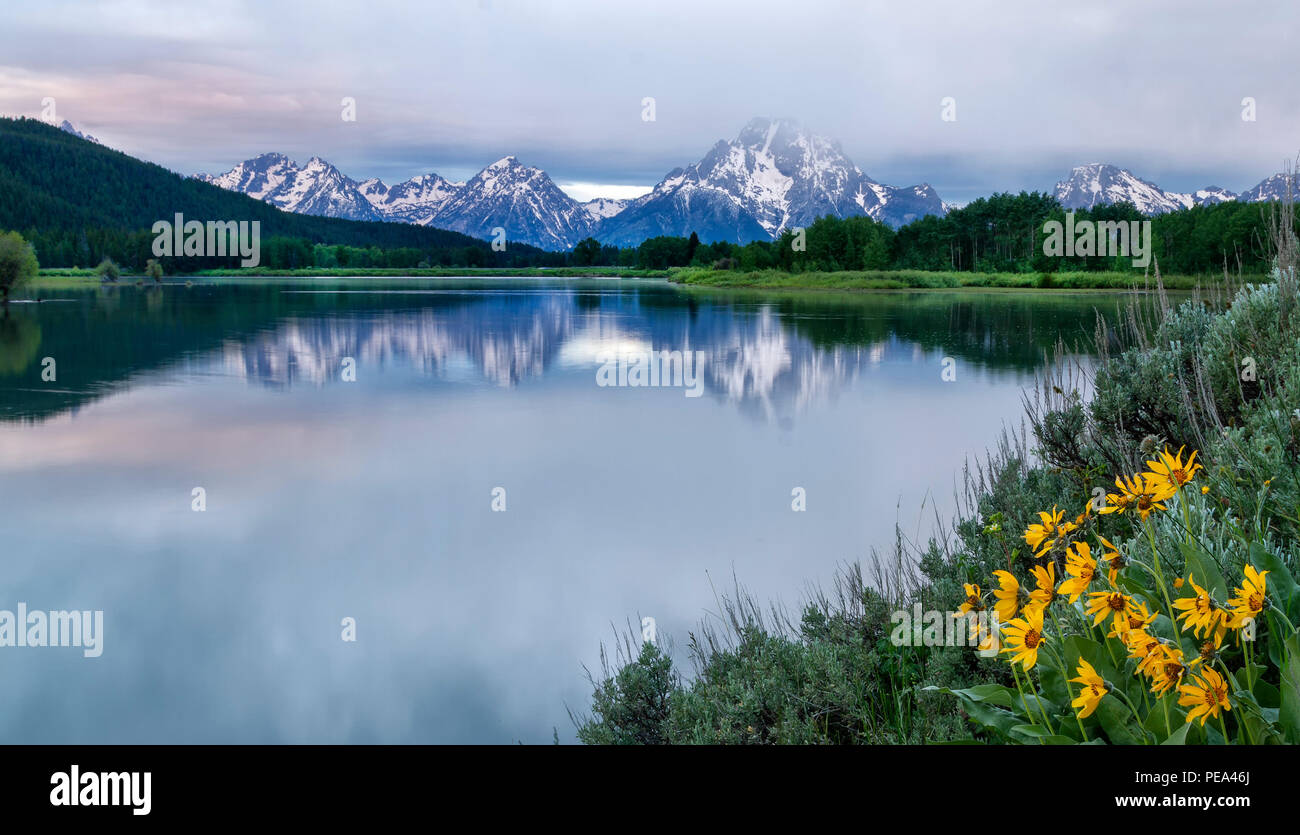 Wyoming wildflowers hi-res stock photography and images - Alamy