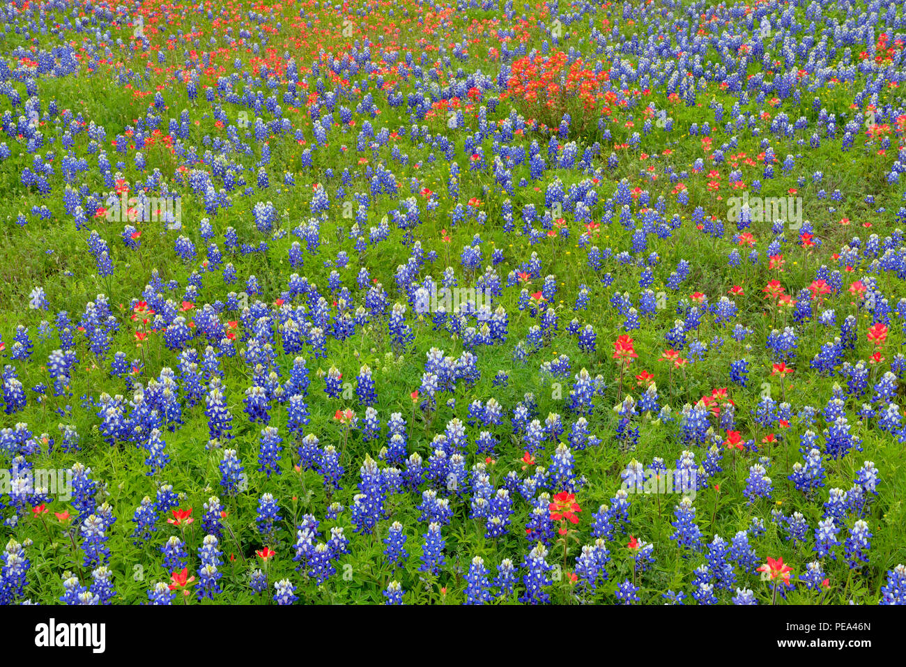 A field with flowering Texas bluebonnet (Lupinus subcarnosus) and Texas ...