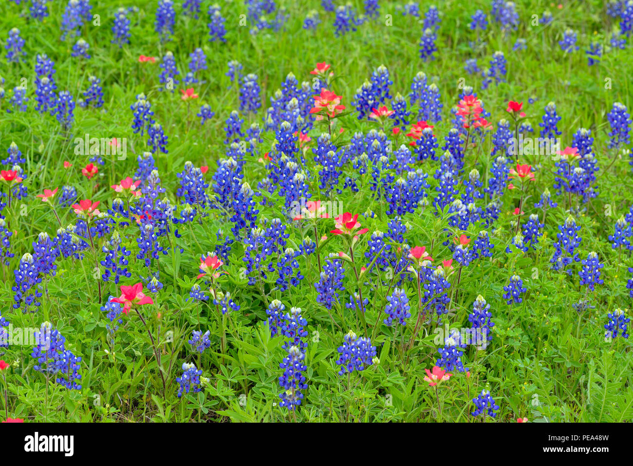 A field with flowering Texas bluebonnet (Lupinus subcarnosus) and Texas ...