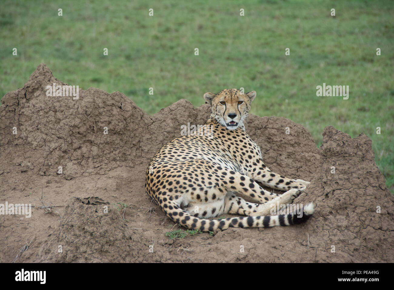 Safari ants hi-res stock photography and images - Alamy