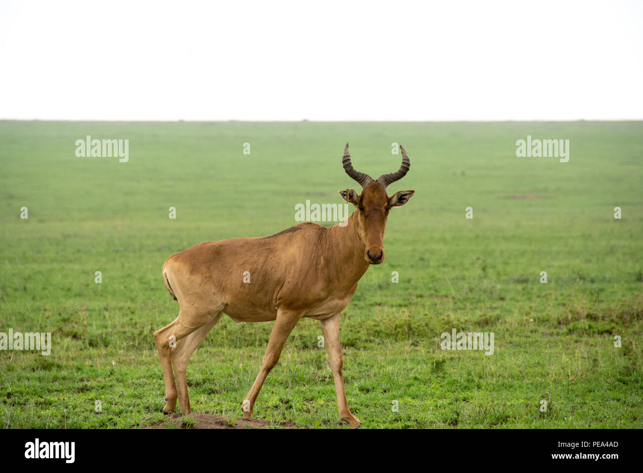 Topi hi-res stock photography and images - Alamy
