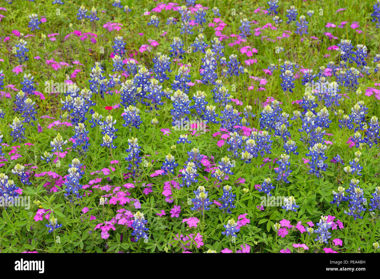A field with flowering Texas bluebonnet (Lupinus subcarnosus) and phlox ...
