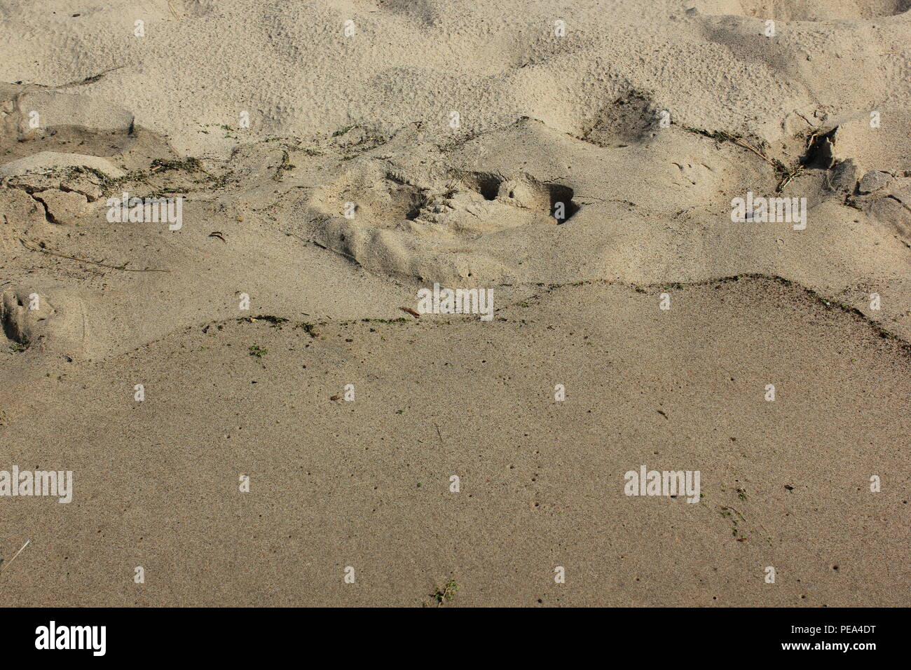Natural beach sediment and debris at McKinley Beach at Union Pier ...