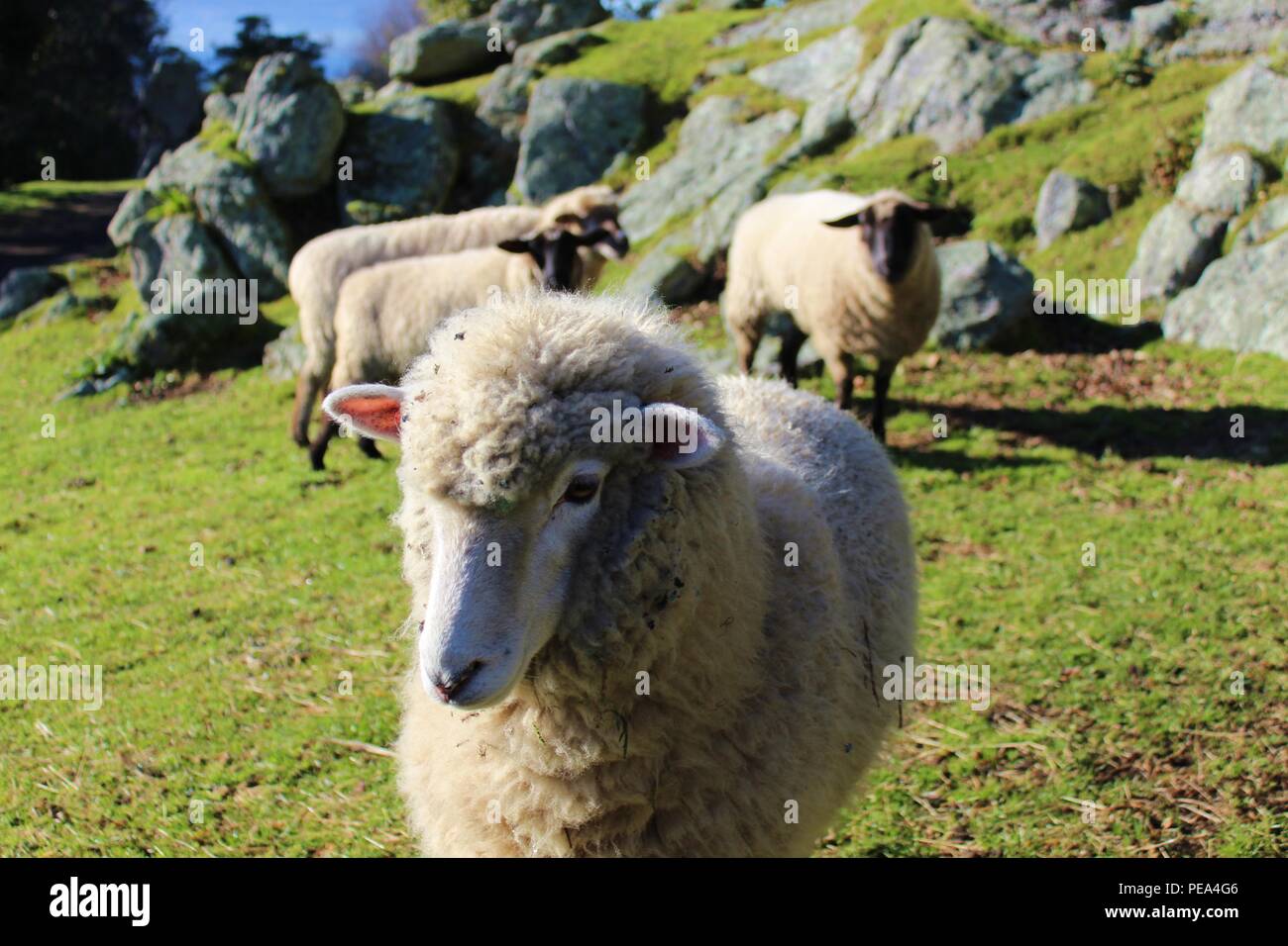 Hello sheep hi-res stock photography and images - Alamy