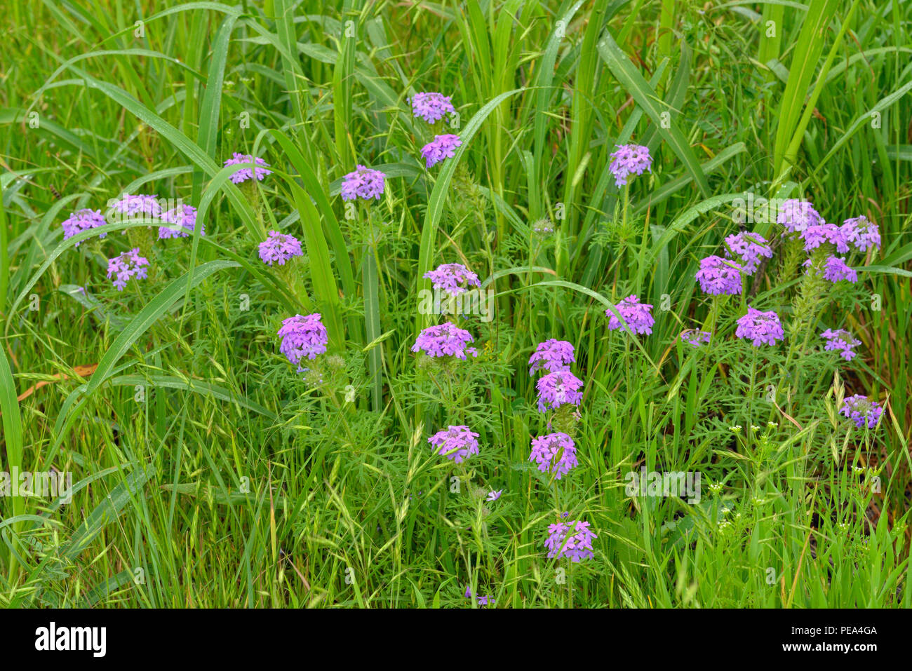 Verbena glandularia hi-res stock photography and images - Alamy