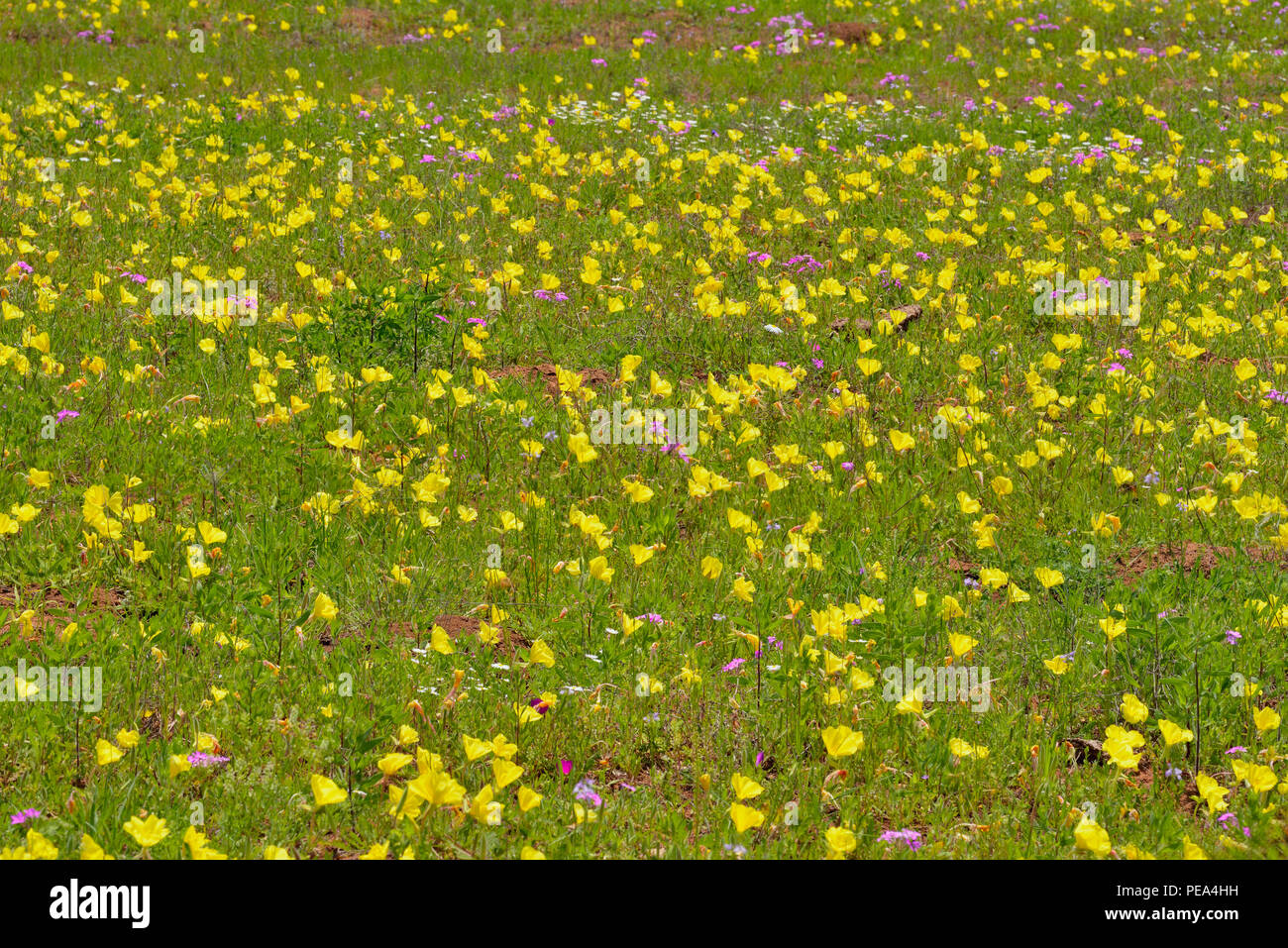 Evening primrose (Oenothera spp) and wild phlox (Phlox spp.), Mason ...