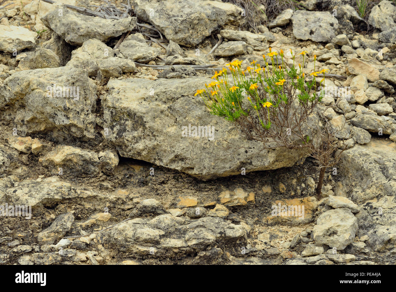 Damianita (Chrysactina mexicana) colonies blooming on a limestone rock ...