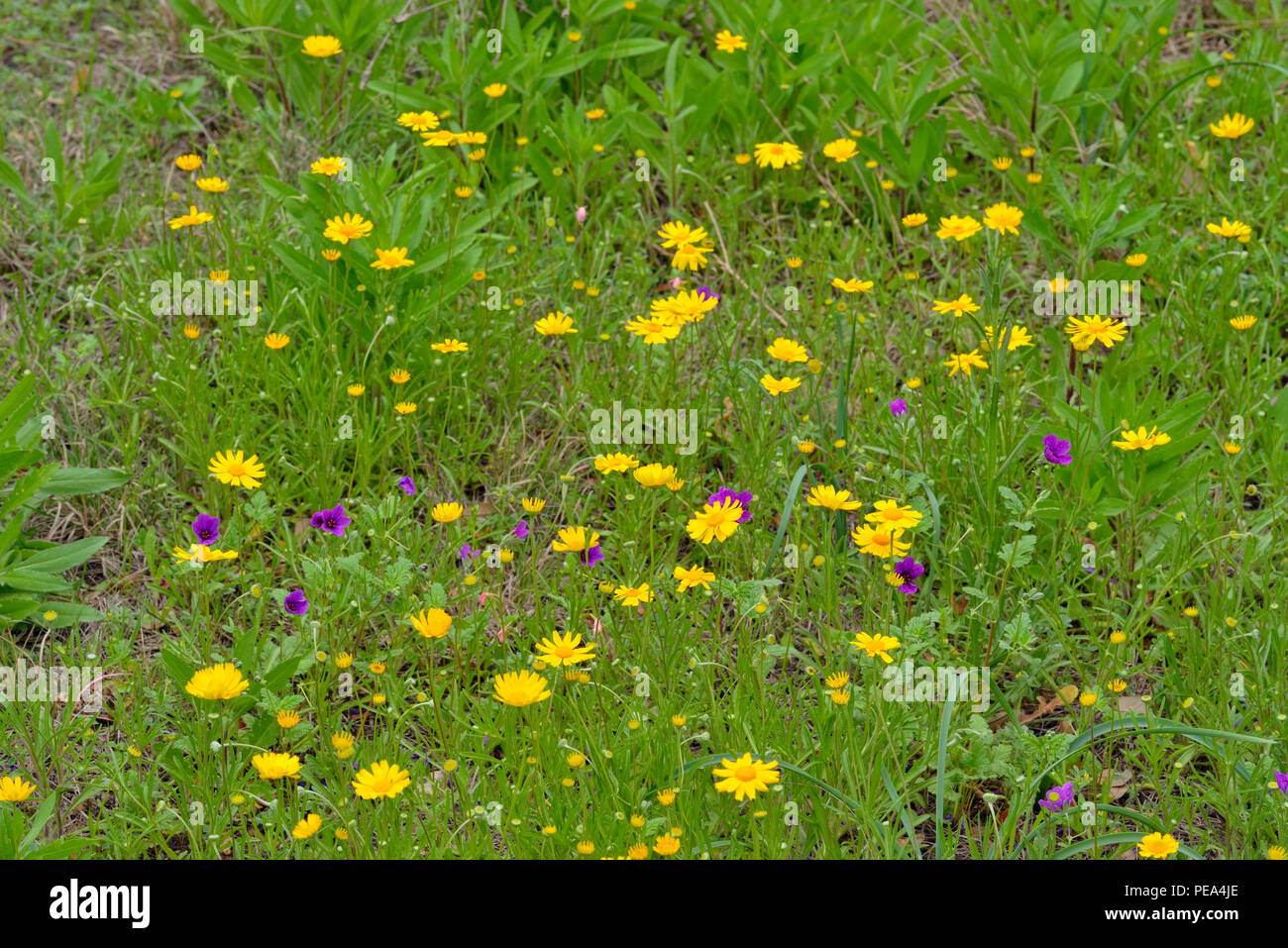 Daisies and Stork's Bill (Erodium texanum), Hamilton Pool Preserve ...