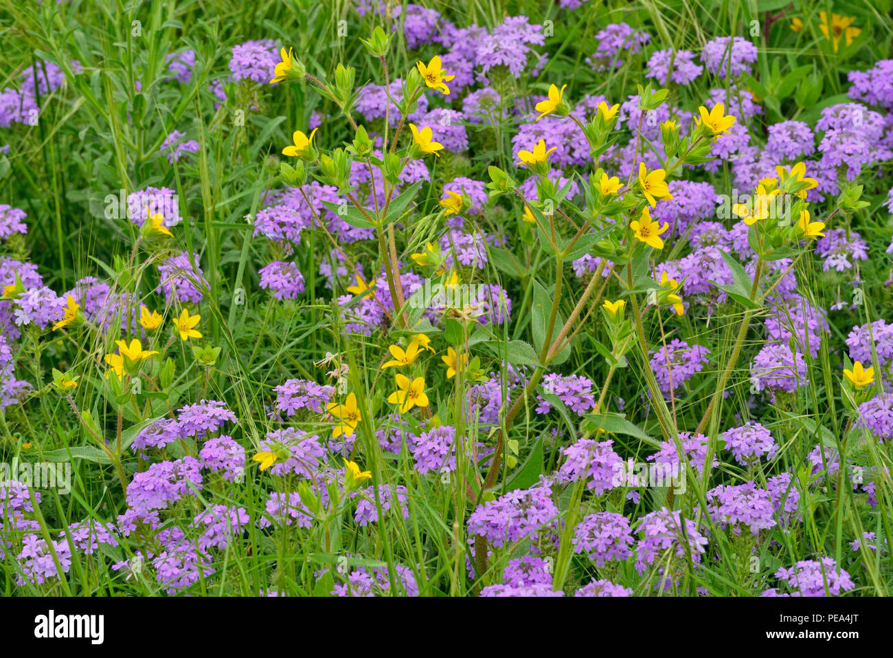 Roadside wildflowers- Prairie verbena (Glandularia bipinnatifida) and ...