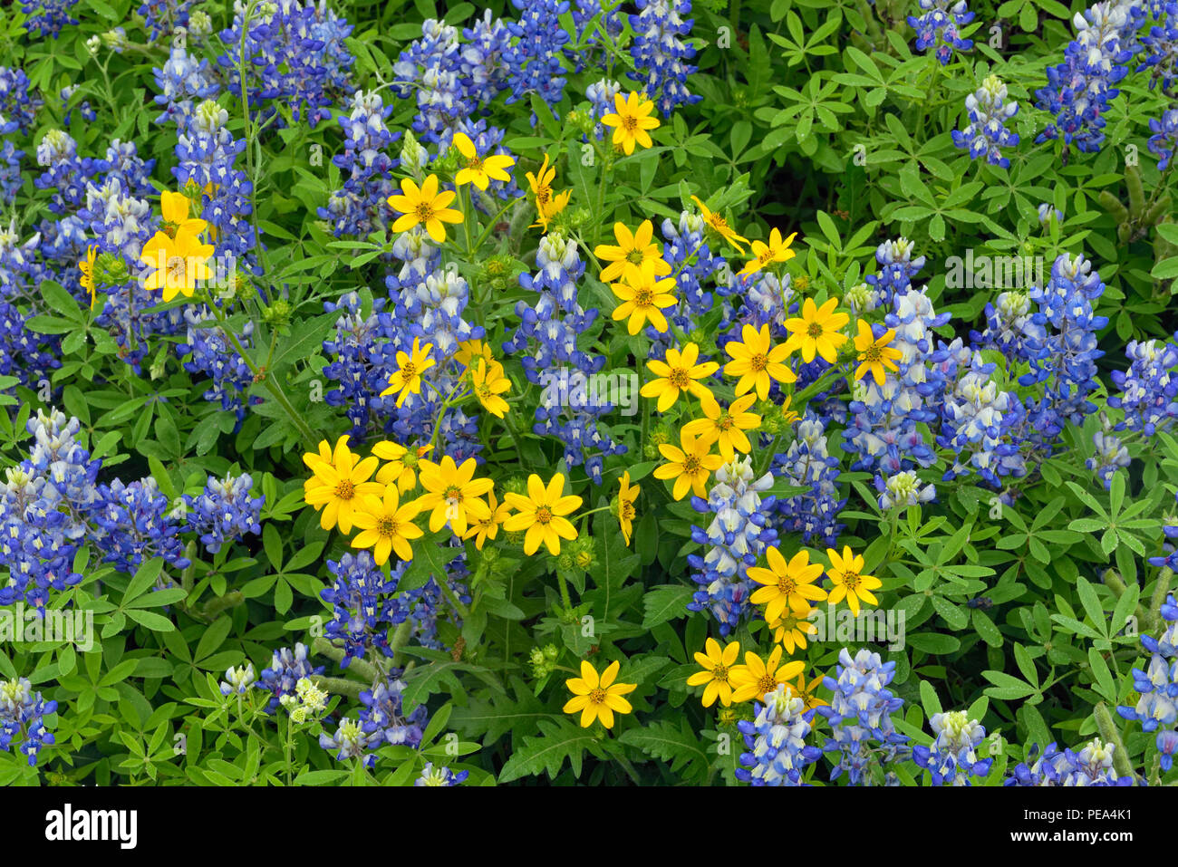 Flowering Texas bluebonnet (Lupinus subcarnosus) and Engelmann daisy ...
