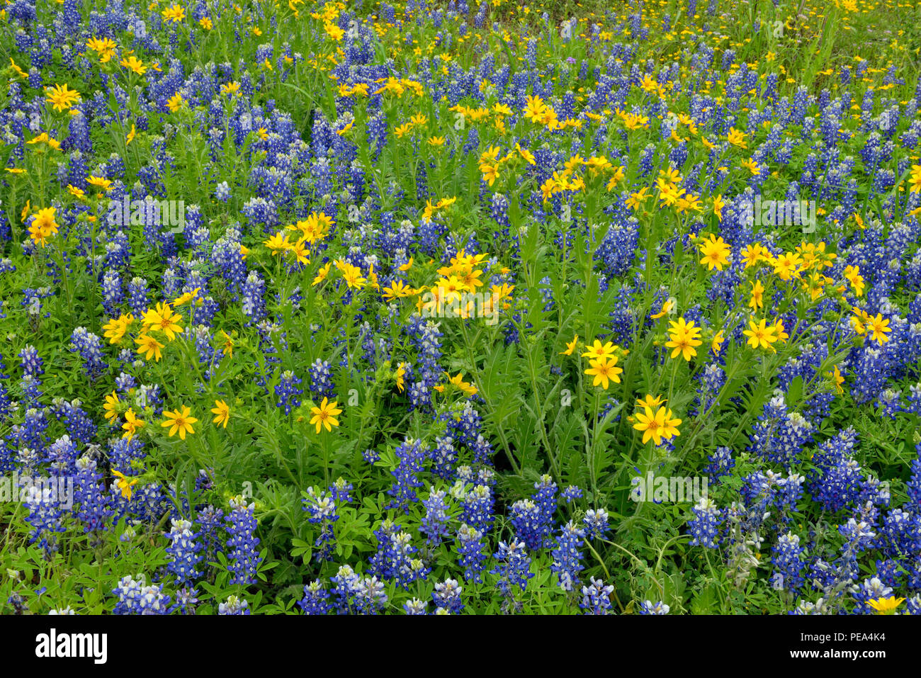 Engelmann daisy hi-res stock photography and images - Alamy
