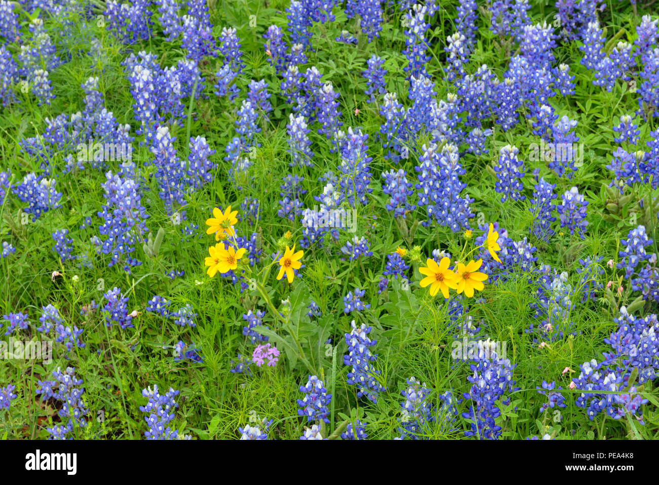 Flowering Texas bluebonnet (Lupinus subcarnosus) and Engelmann daisy ...