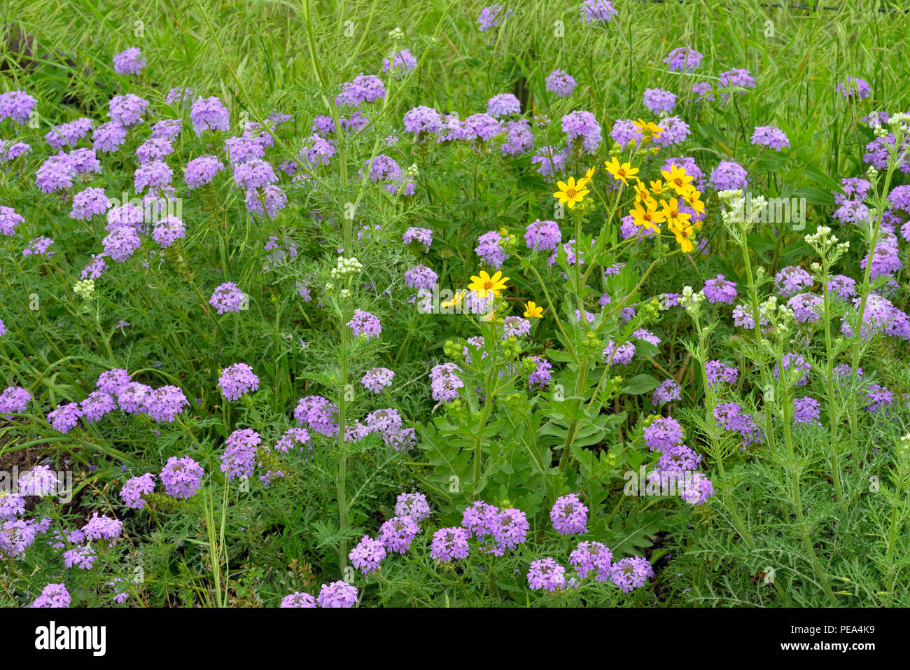Roadside wildflowers- Prairie verbena (Glandularia bipinnatifida) and ...