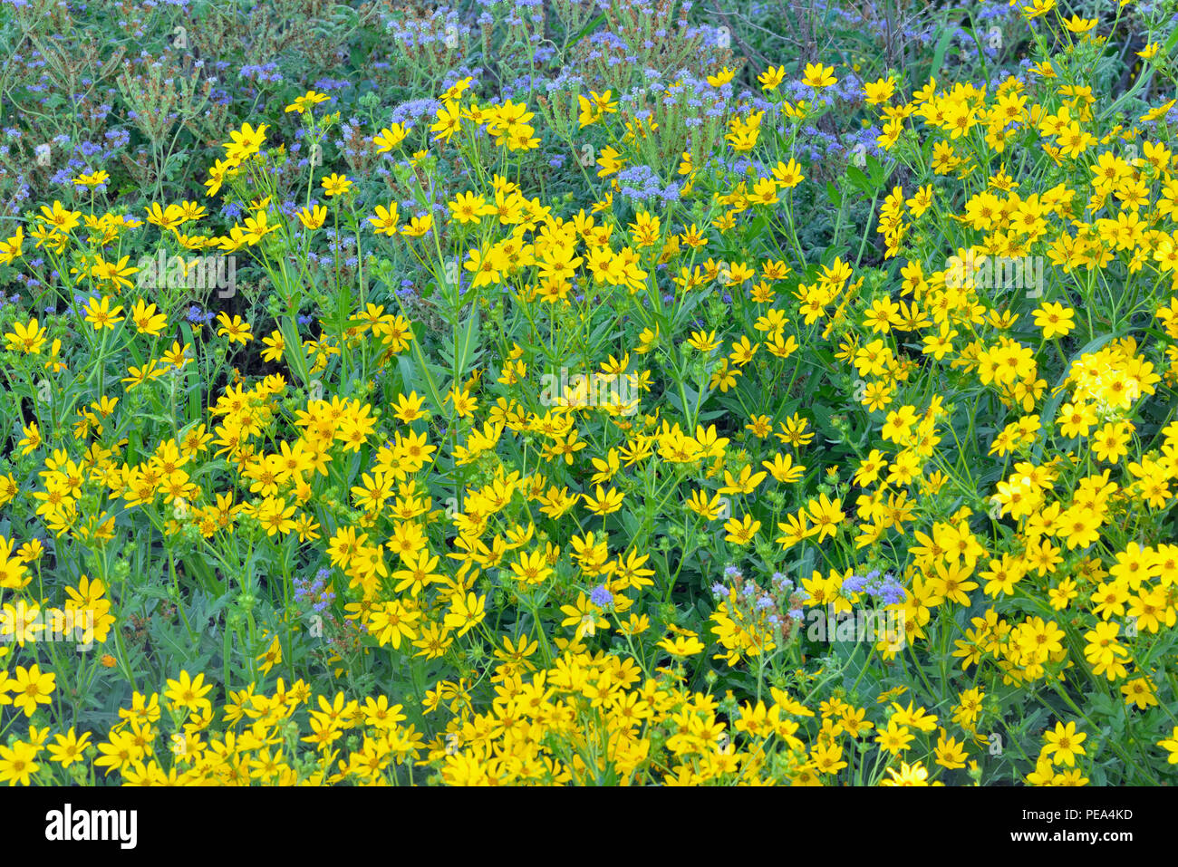 Flowering engelmann daisy hi-res stock photography and images - Alamy