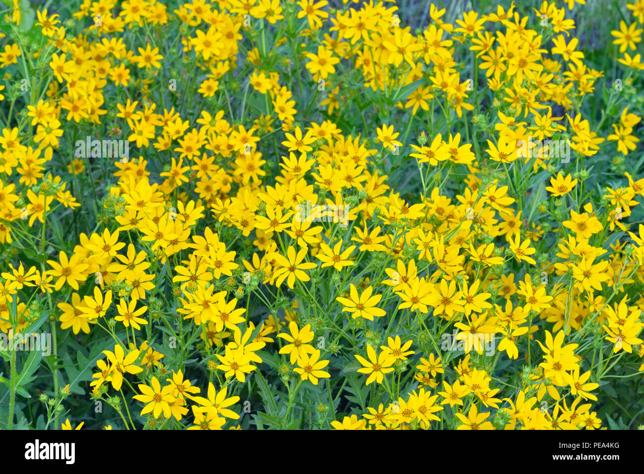 Engelmann daisy (Engelmannia peristenia) blooming by the roadside ...