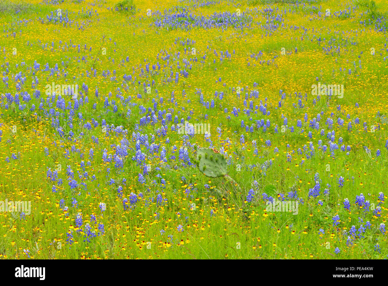 Flowering Brown Bitterweed (Helenium badium), Texas bluebonnets ...