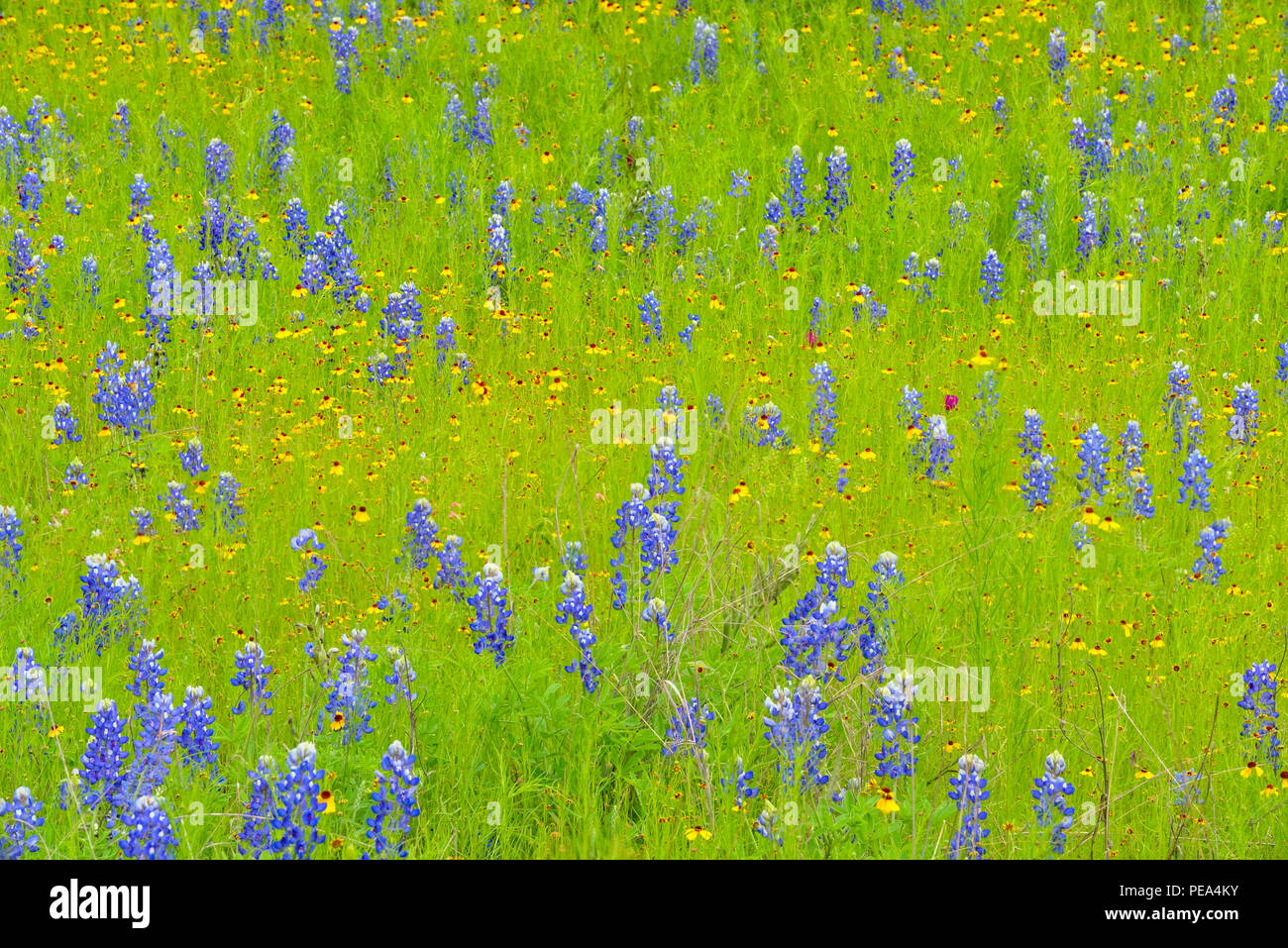 Flowering Brown Bitterweed (Helenium badium), Texas bluebonnets ...