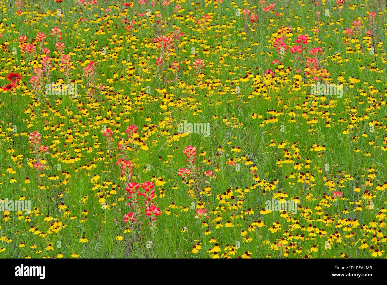 Spring wildflowers- Brown Bitterweed (Helenium badium), Texas ...