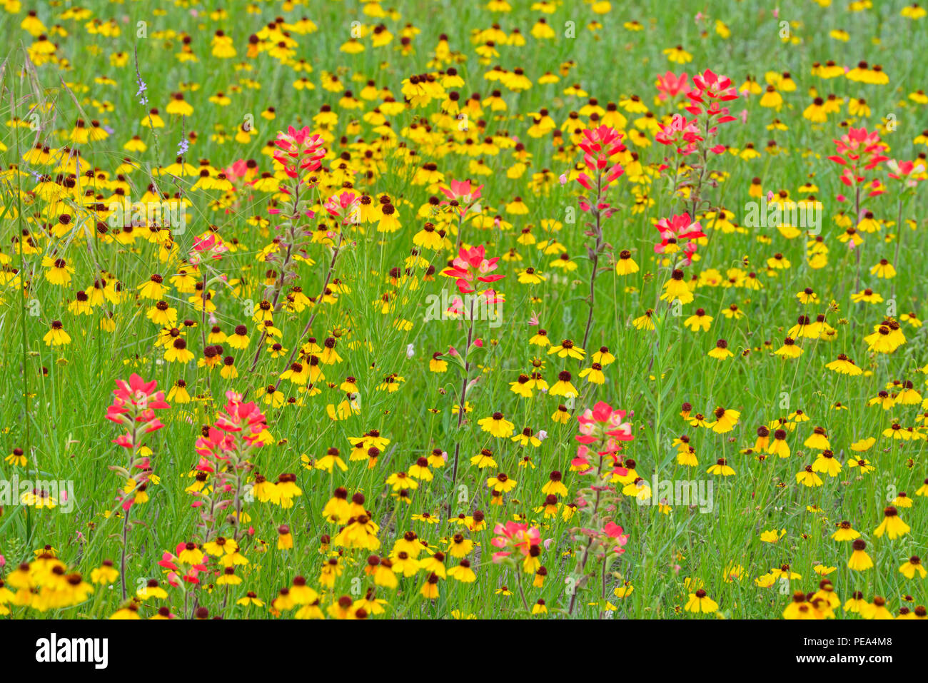 Helenium badium hi-res stock photography and images - Alamy