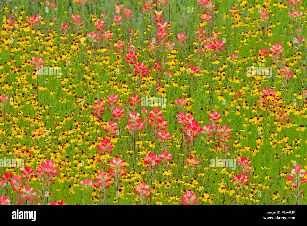 Segura Lane wildflowers- Texas paintbrush (Castilleja indivisa) and ...