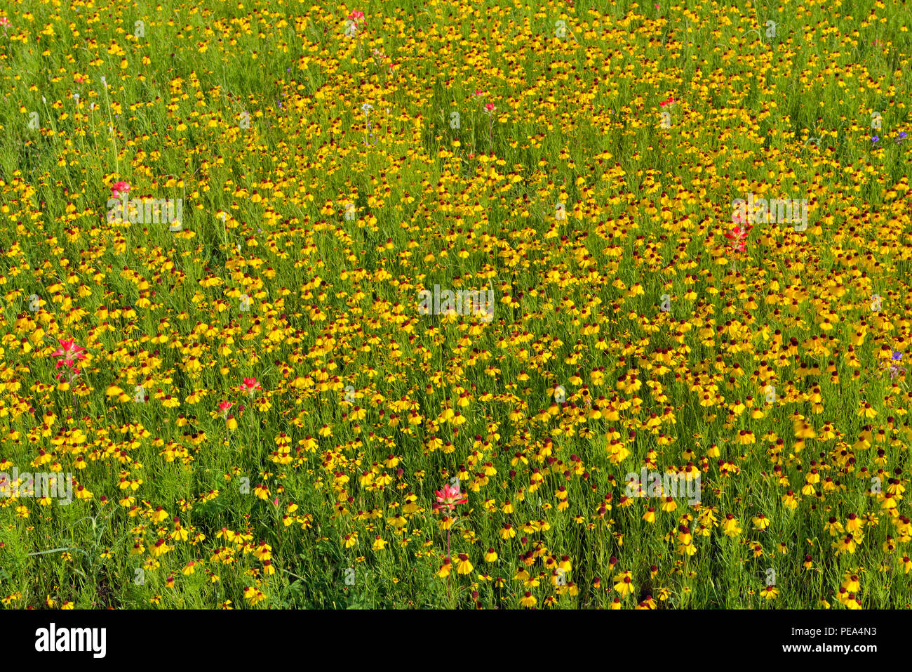 Greenthread (Thelesperma filifolium), Burnet County, Texas, USA Stock ...