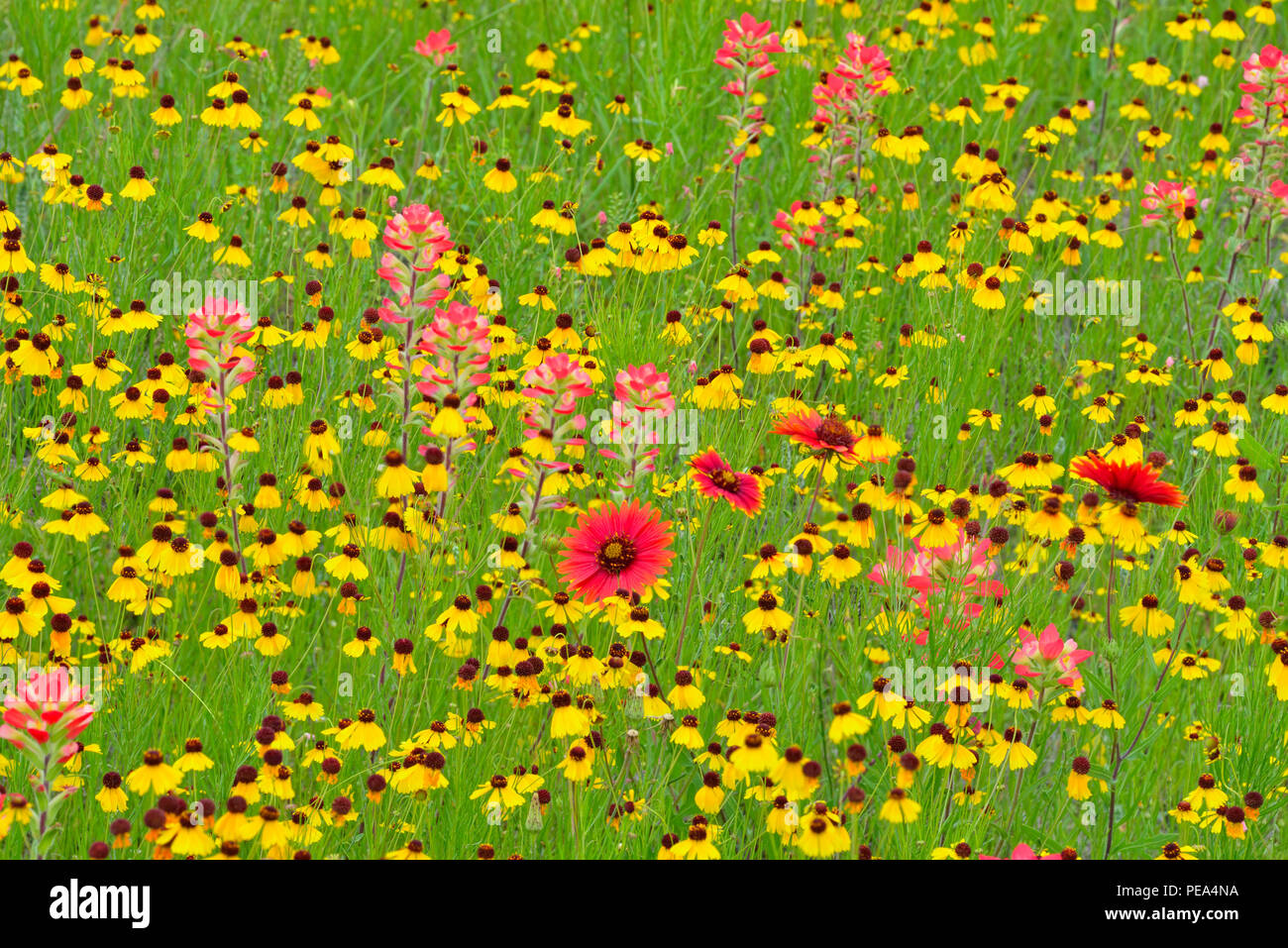 Brown bitterweed hi-res stock photography and images - Alamy