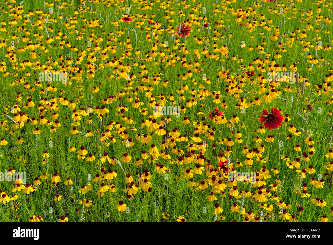 Brown bitterweed hi-res stock photography and images - Alamy