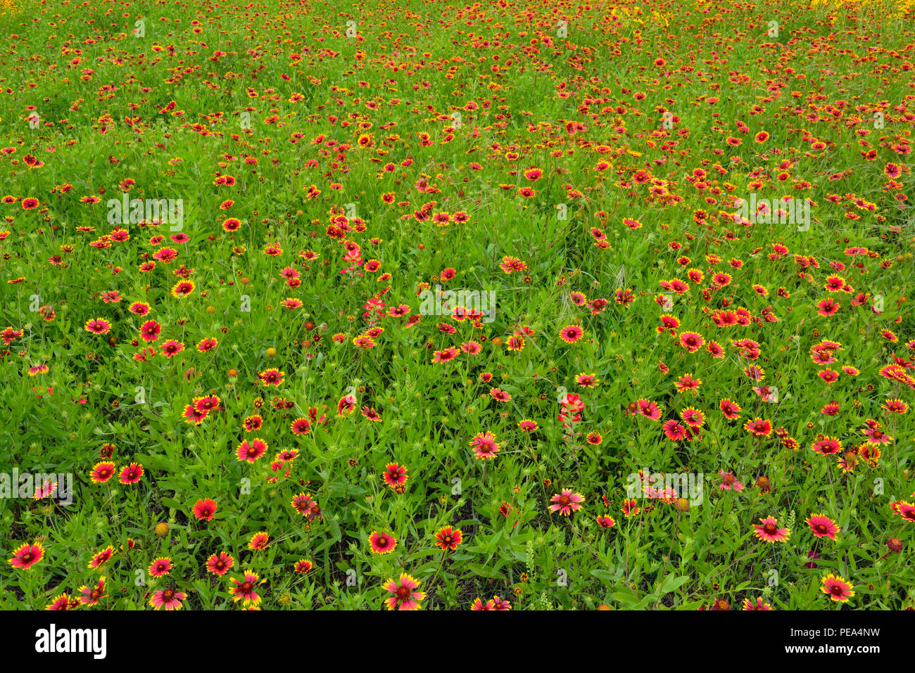 Late spring wildflower display featuring firewheel, Johnson City, Texas ...