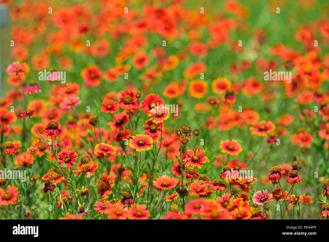Indian blanket/Firewheel (Gaillardia pulchella), Llano County CR 310 ...