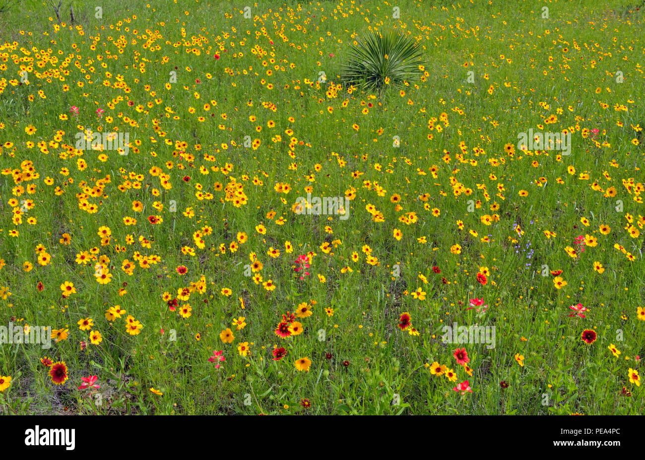 Thelesperma filifolium hi-res stock photography and images - Alamy