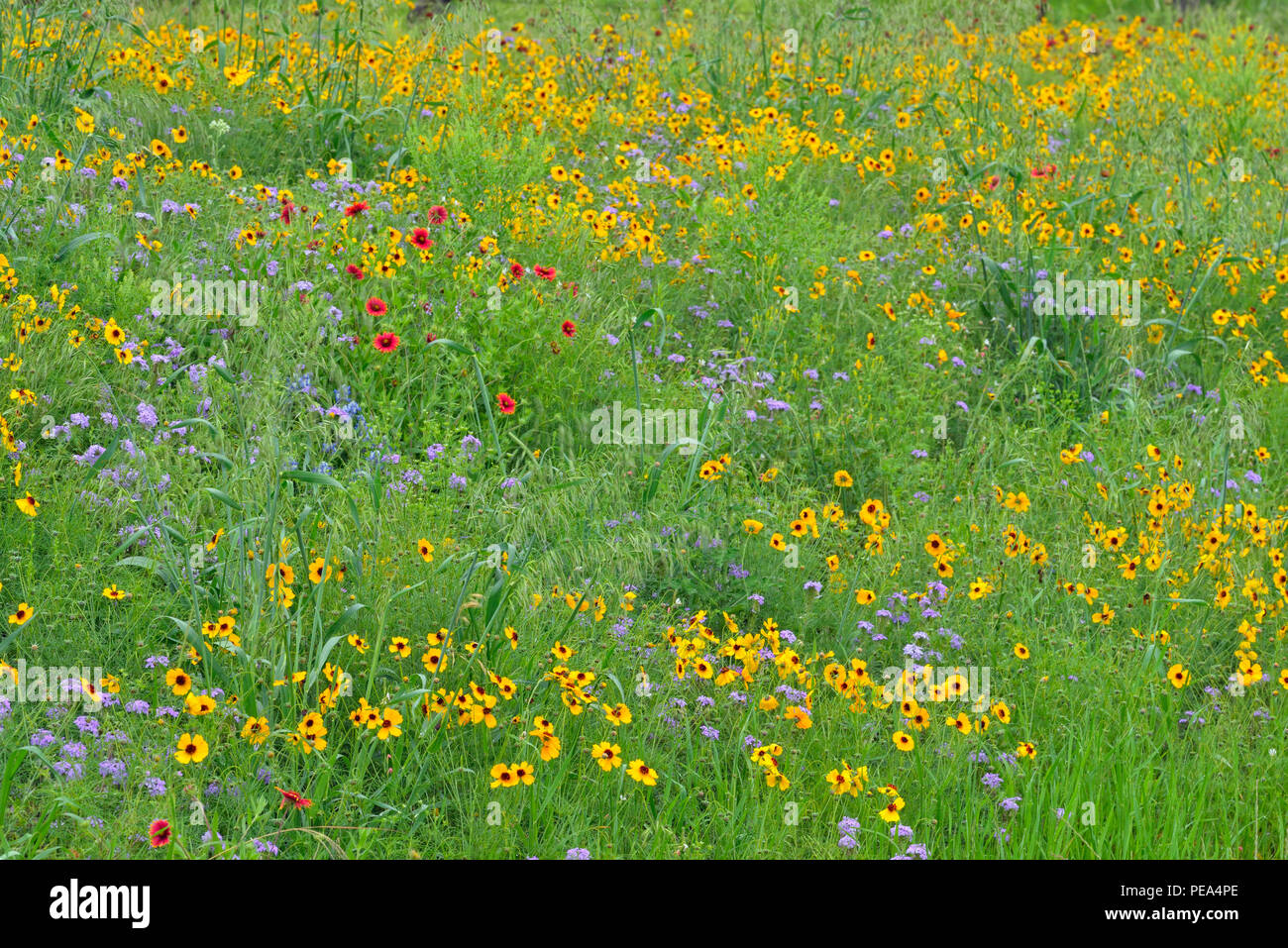 Thelesperma filifolium hi-res stock photography and images - Alamy