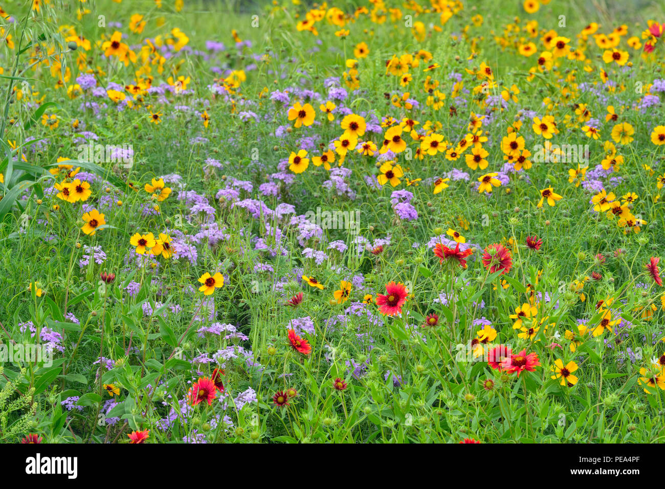 Thelesperma filifolium hi-res stock photography and images - Alamy