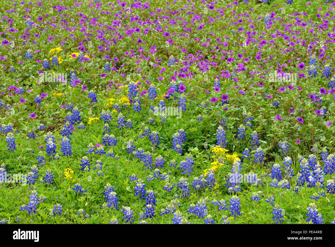 Stork's Bill (Erodium texanum) with flowering Texas bluebonnet and ...