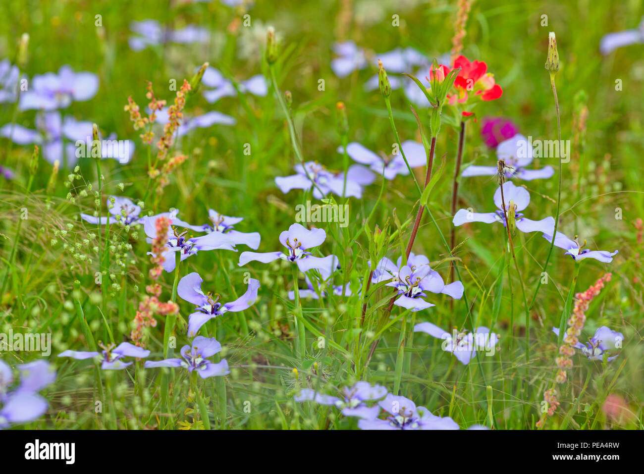 Herbertia hi-res stock photography and images - Alamy