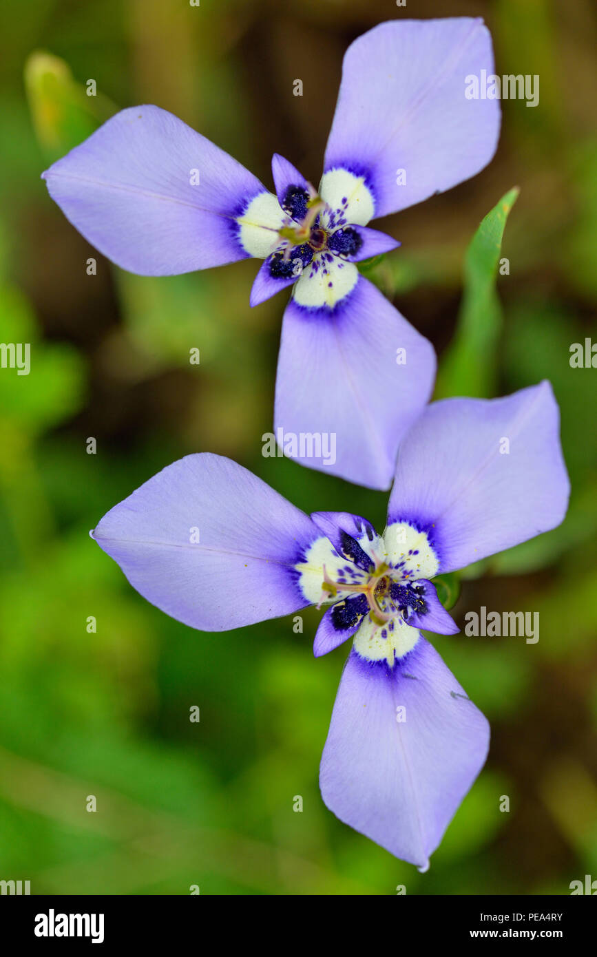 Herbertia lahue hi-res stock photography and images - Alamy